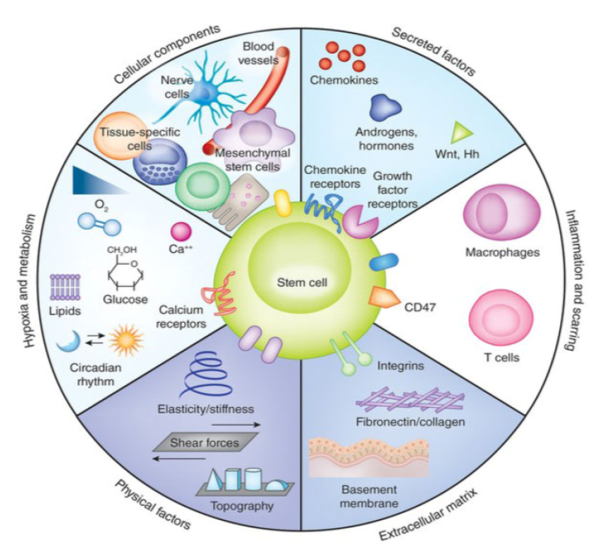 Cytokine Therapy in the Cayman Islands - Our Next Quantum Leap